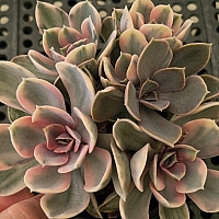 Echeveria west rainbow 21 Variegated - Xplant