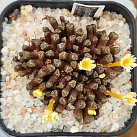 Conophytum reconditum Conophytum - Xplant