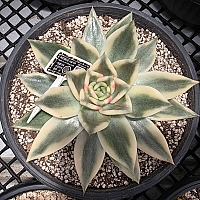 Echeveria agavoides Maria Variegated - Xplant