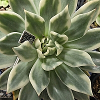 Echeveria agavoides Maria 2 Variegated - Xplant