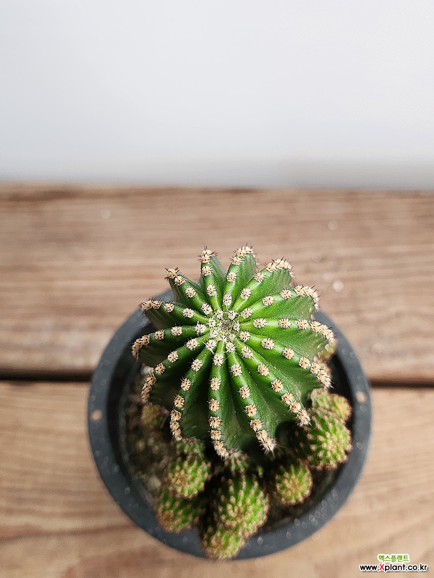 Lobivia albolanata Cactus - Xplant