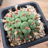 Conophytum Spp 1280 Lithops - Xplant