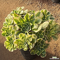 Aeonium Spp 1112 45 Succulents - Xplant