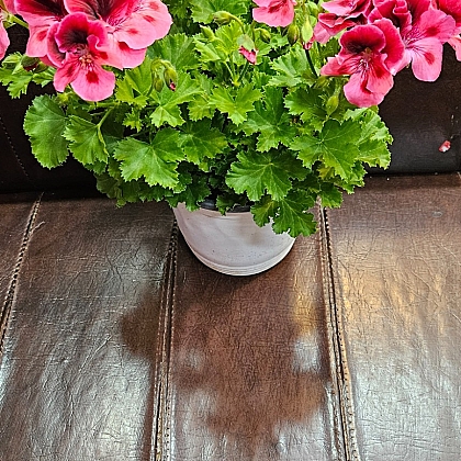 Pelargonium Angel Eyes Randy Foliage - Xplant