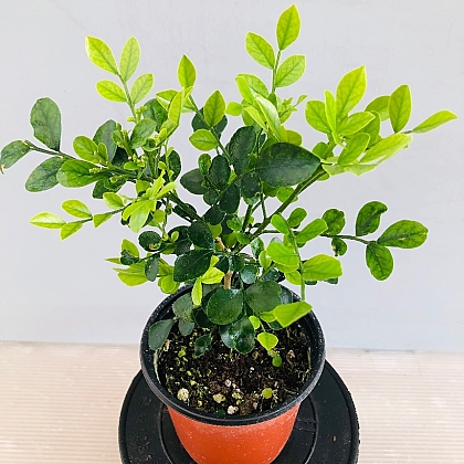 Murraya paniculata Foliage - Xplant