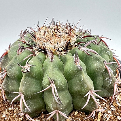 Discocactus placentiformis Cactus - Xplant