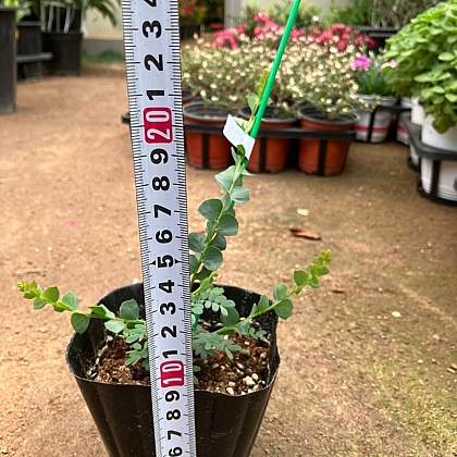 Acacia cultriformis Air purification - Xplant