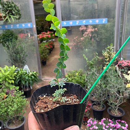 Acacia cultriformis Air purification - Xplant