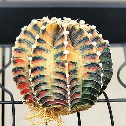 variegated LB2178 Cactus - Xplant