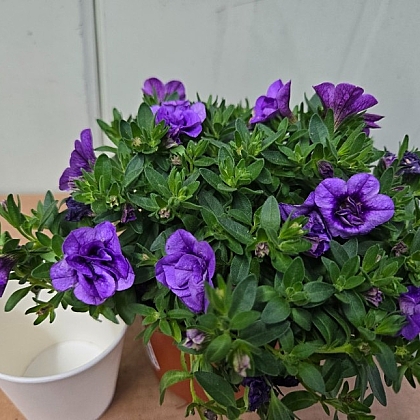 Calibrachoa million bells ,,, Air purification - Xplant