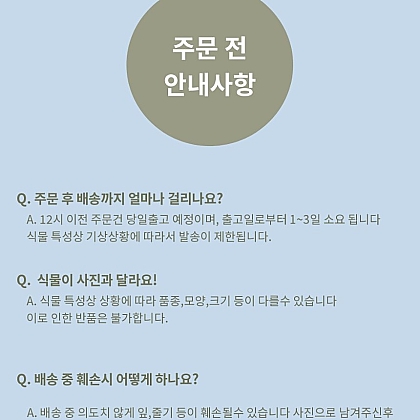 Pelargonium Angel Eyes Randy Herbaceous flowers - Xplant