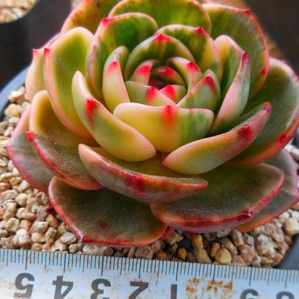 Echeveria Salu 0503-2476 Variegated - Xplant