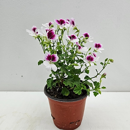 Pelargonium Angel Eyes Randy Air purification - Xplant