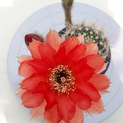 Lobivia albolanata Cactus - Xplant