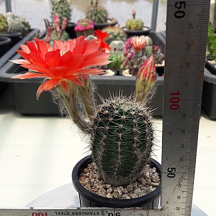 Lobivia albolanata Cactus - Xplant