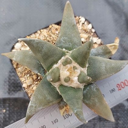 Ariocarpus trigonus 아프리카식물(코덱스) - Xplant
