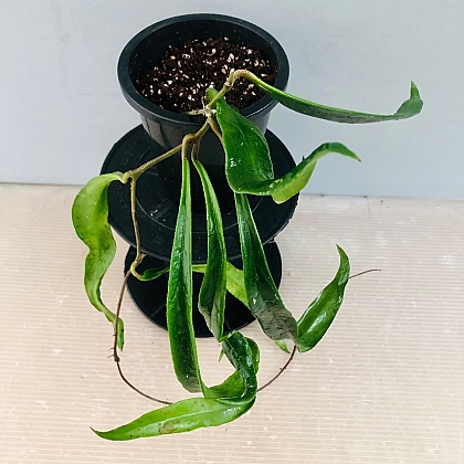 Hoya Sulawesiana Foliage - Xplant
