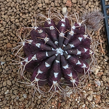 Lobivia albolanata 709) NBC25, , Cactus - Xplant