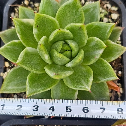 Echeveria agavoides Prolifera 11 Variegated - Xplant