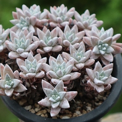 Dudleya gnoma McCabe Dudleya - Xplant