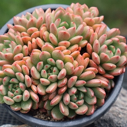 Sedeveria pink ruby Succulents - Xplant