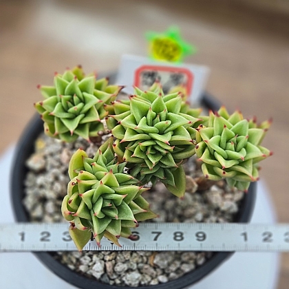 Echeveria agavoides Macabeana Succulents - Xplant