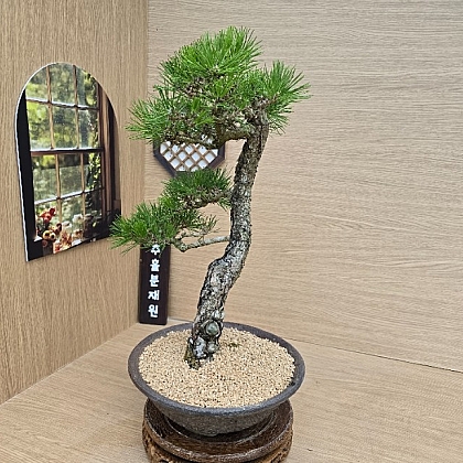 Pinus densiflora .[]621_2 Bonsai - Xplant