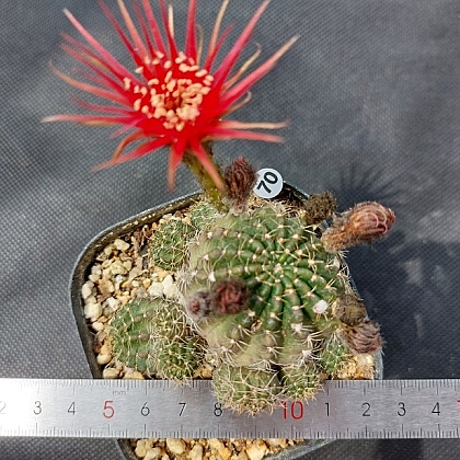Lobivia albolanata Cactus - Xplant