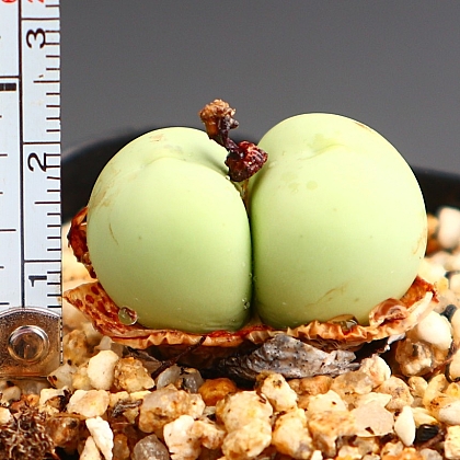 Conophytum calculus 1 Conophytum - Xplant