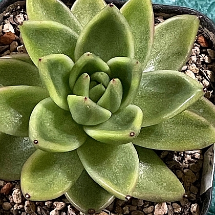Echeveria Agavoides Ebony 61 Variegated - Xplant