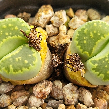 그린숍스톤 207-6773 : 리톱스 - 엑스플랜트