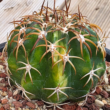 Discocactus placentiformis , Cactus - Xplant