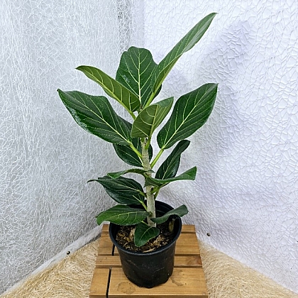 Ficus altissima Foliage - Xplant