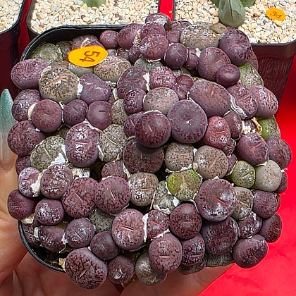 Lithops dinterops Lithops - Xplant
