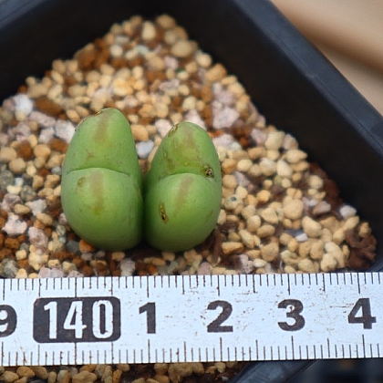 Ratum 교배종 360721 Conophytum - Xplant