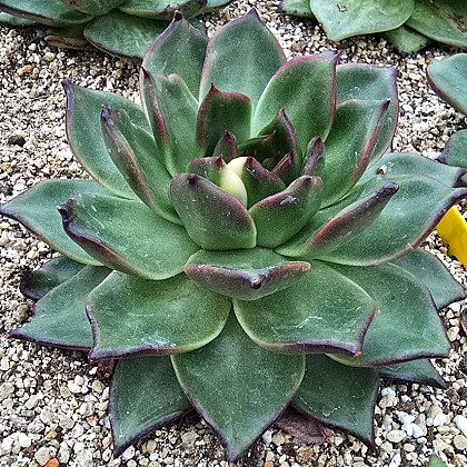 Echeveria agavoides Maria Variegated - Xplant