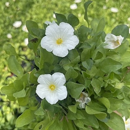 Nierembergia rivularis [] - - Wild Flower - Xplant