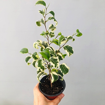 Ficus benjamina cv. 'Barok' Foliage - Xplant