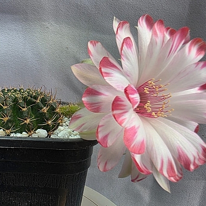 Lobivia albolanata 718) ,AT218,, Cactus - Xplant