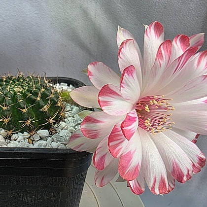Lobivia albolanata 718) ,AT218,, Cactus - Xplant