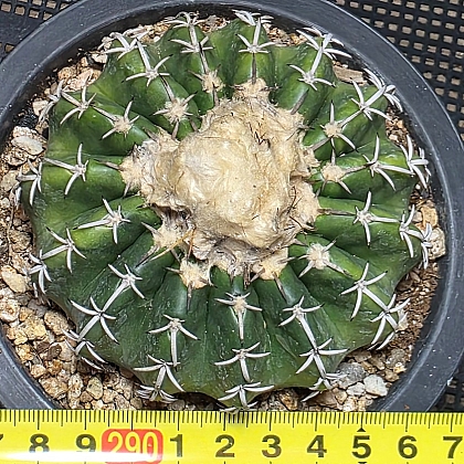 Discocactus placentiformis , Cactus - Xplant