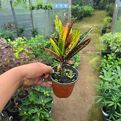 Codiaeum variegatum Foliage - Xplant