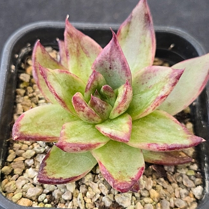 Echeveria agavoides sp 11-289 Variegated - Xplant