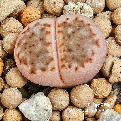 Lithops julii var.fulleri 5017 Lithops - Xplant