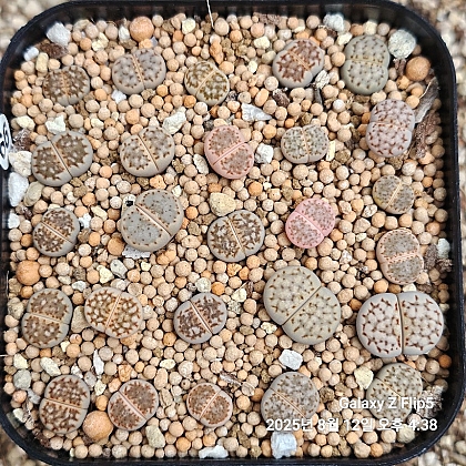 Lithops julii var.fulleri 5017 Lithops - Xplant