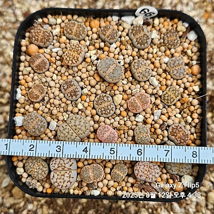 Lithops julii var.fulleri 5017 Lithops - Xplant