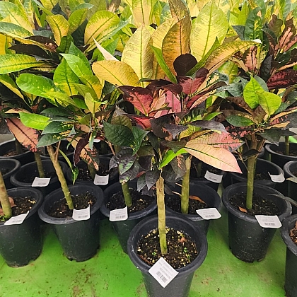 Codiaeum variegatum Foliage - Xplant