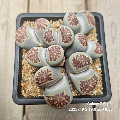 Lithops julii ssp. fulleri var. fulleri ‘murasaki C. Lithops - Xplant
