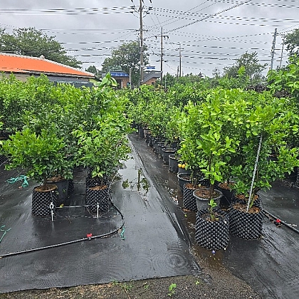 Citrus japonica 3 Fruit/berry tree sapling - Xplant