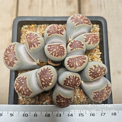 Lithops julii ssp. fulleri var. fulleri ‘murasaki C. Lithops - Xplant